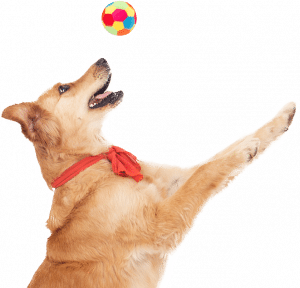 Fetch Family Pet Resort - Pet Boarding Dog Daycare Dog Bathing in ...